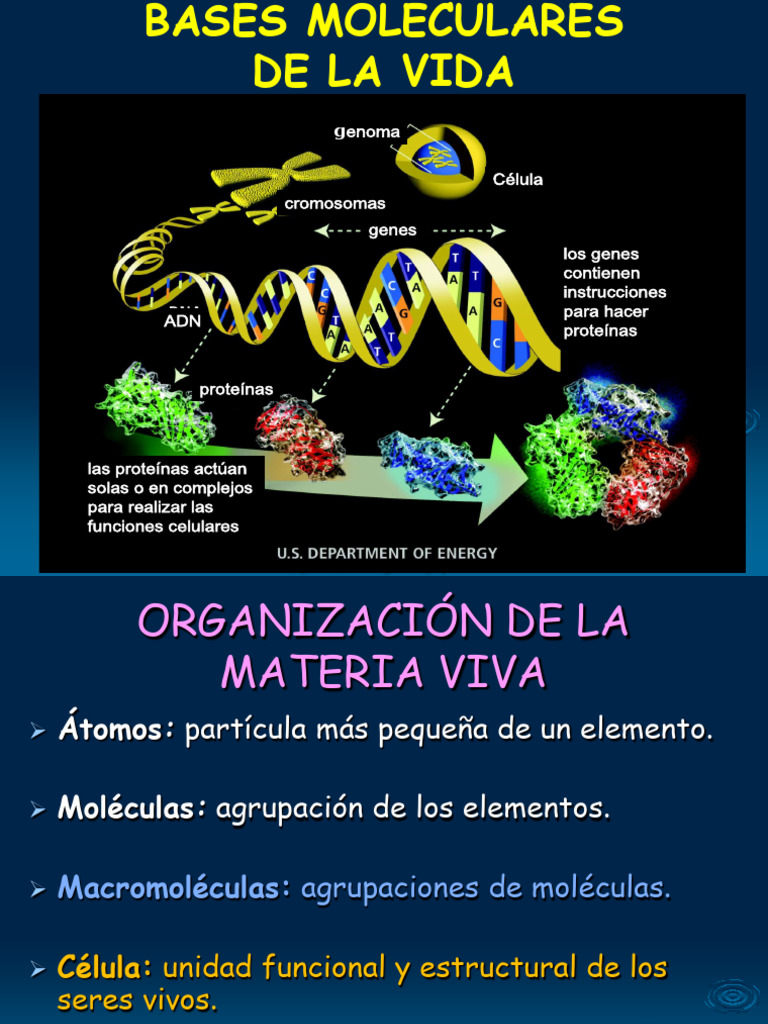 Bases Moleculares de La Vida - BG - Gus - 3 P1 | PDF | Lipoproteína | Lípido