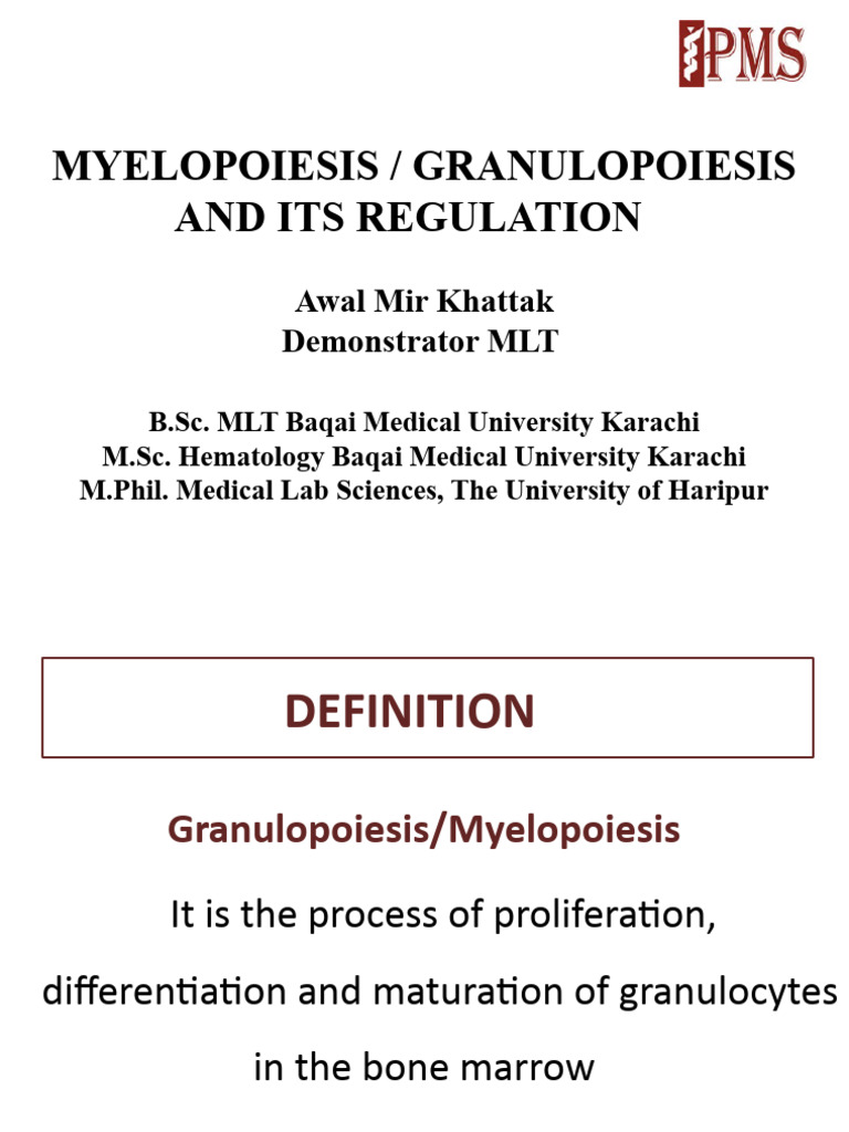 Granulopoiesis: Stages and Regulation | PDF | Granulocyte | Cell Biology