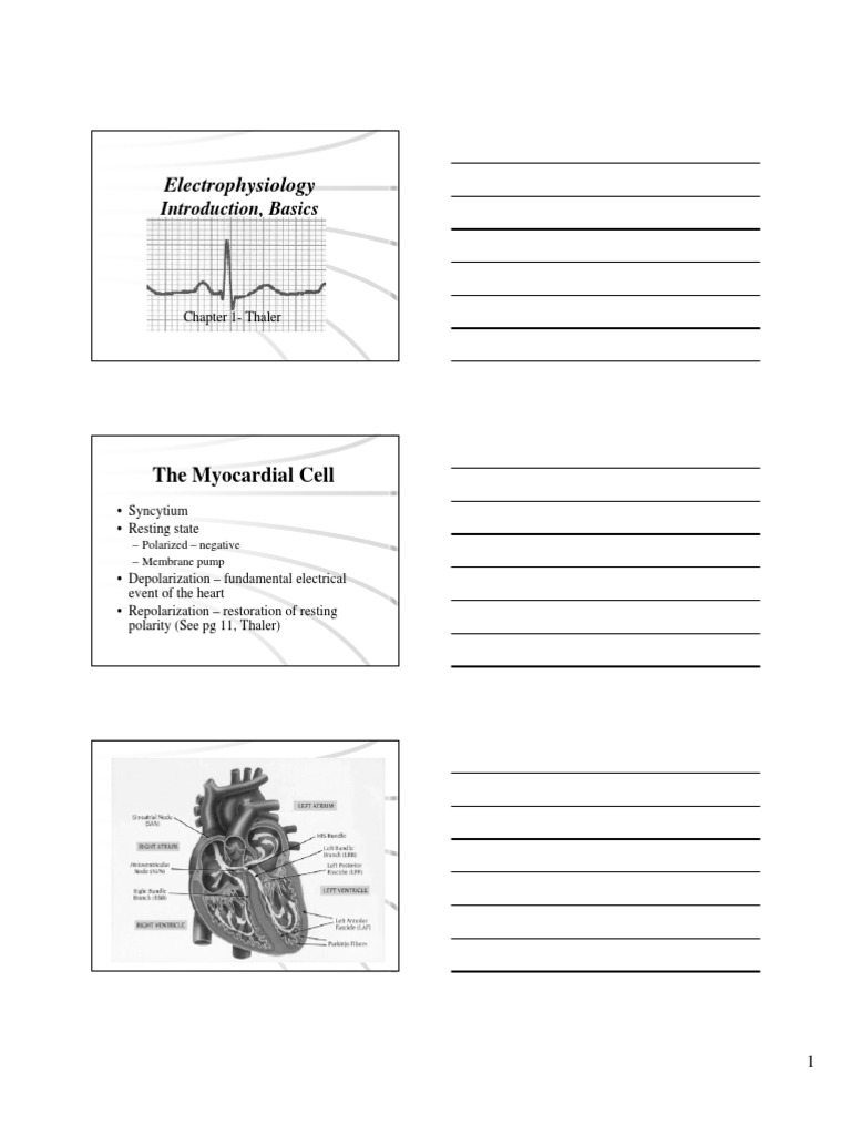 Intro ECG | PDF | Electrocardiography | Cardiovascular Physiology
