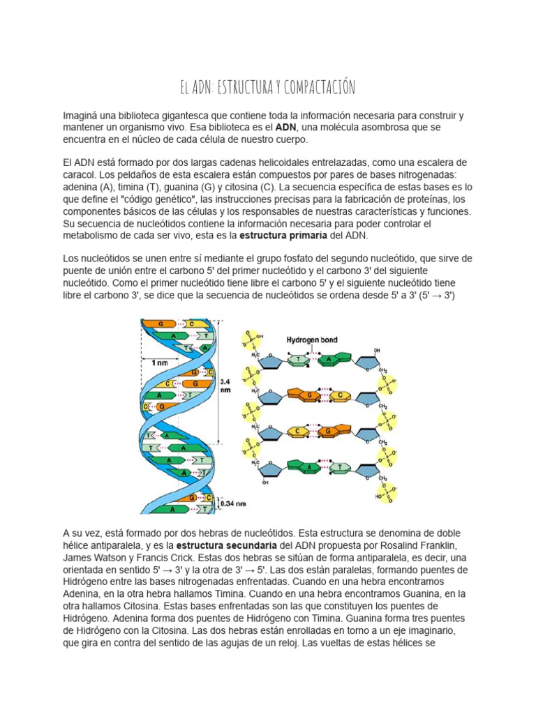 Adn - Estructura y Compactación | PDF | Adn | Nucleótidos