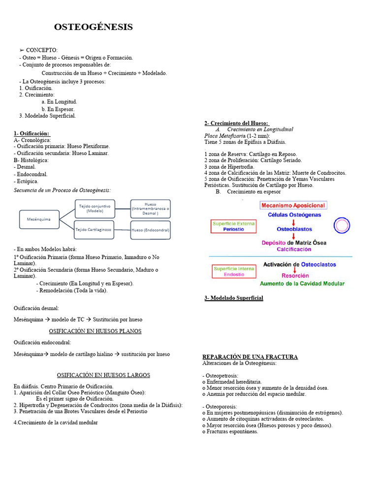 Tema Osteogenesis | Descargar gratis PDF | Hueso | Histología