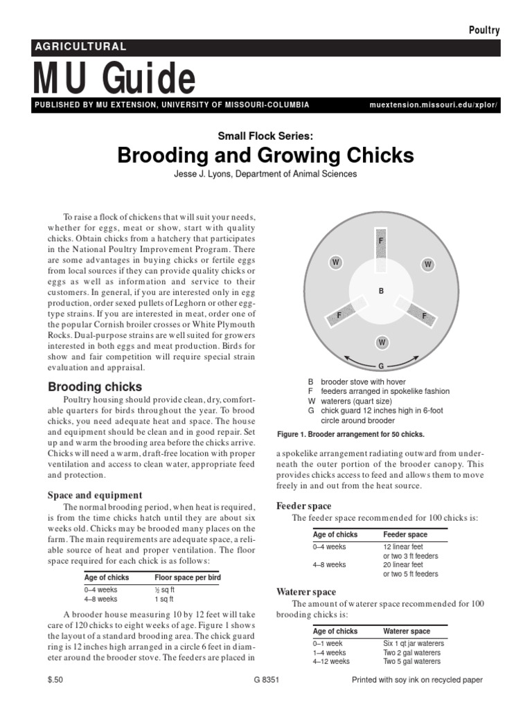 MU Guide: Brooding and Growing Chicks | PDF | Chicken | Poultry
