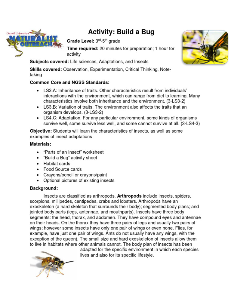 Build a Bug Activity for Grades 3-5 | PDF | Insects | Plants