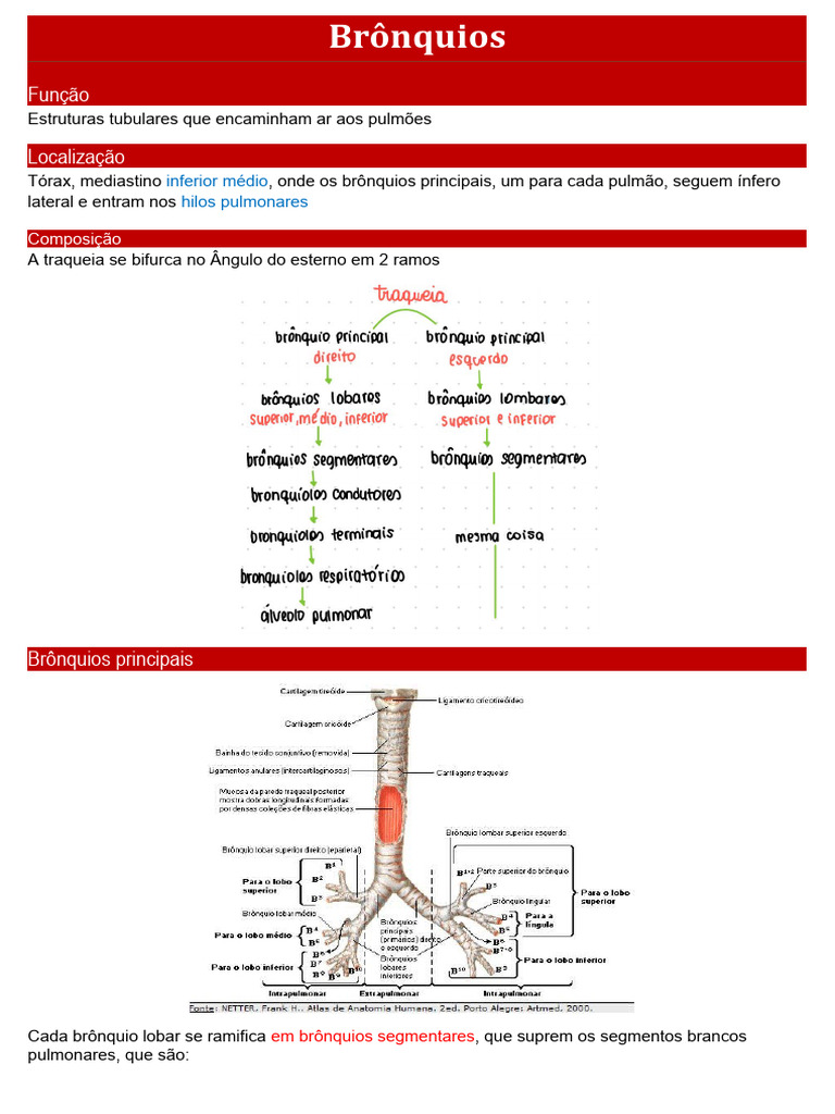 Estrutura e Função dos Brônquios | PDF