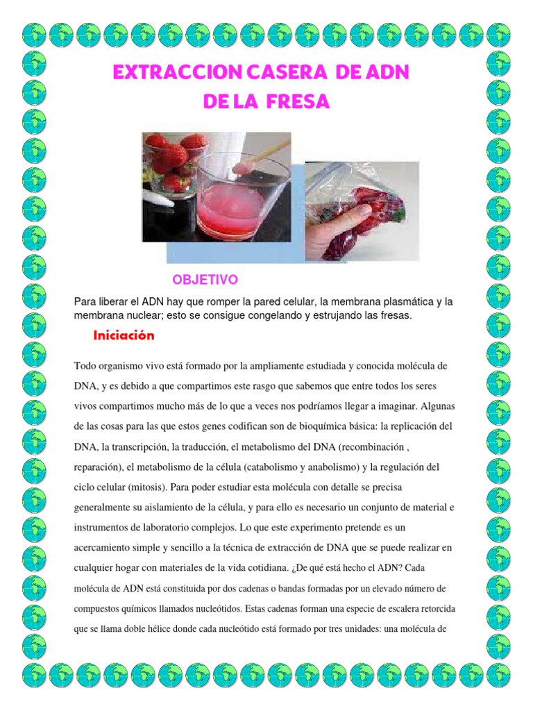 extraccion casera de adn de la fresa | Descargar gratis PDF | Adn | Nucleótidos