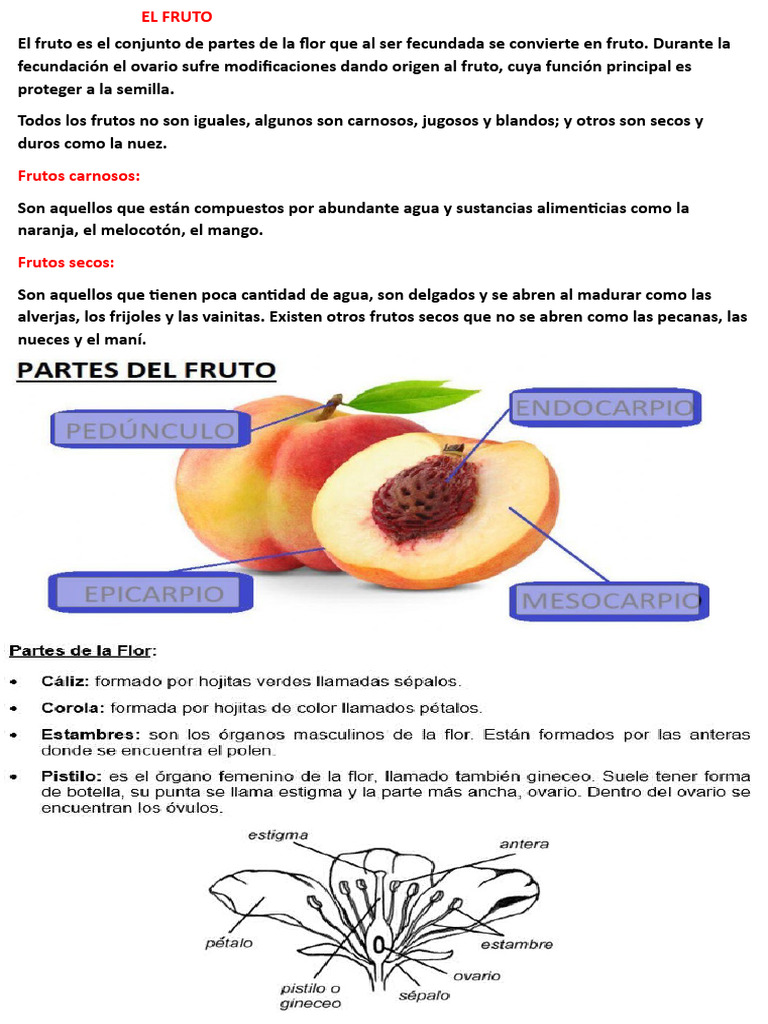 FICHA.PARTES DE LA FLOR Y FRUTO.CCCS | PDF | Flores | Técnicas hortícolas