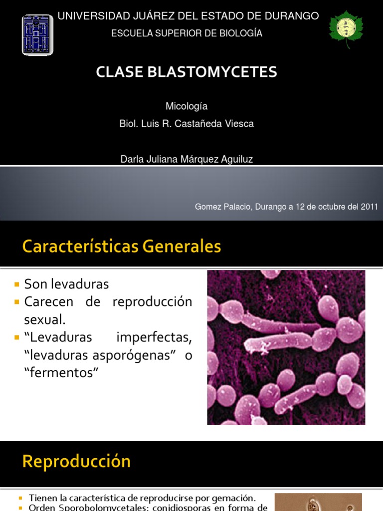 Clasificación de Blastomycetes en Micología | PDF