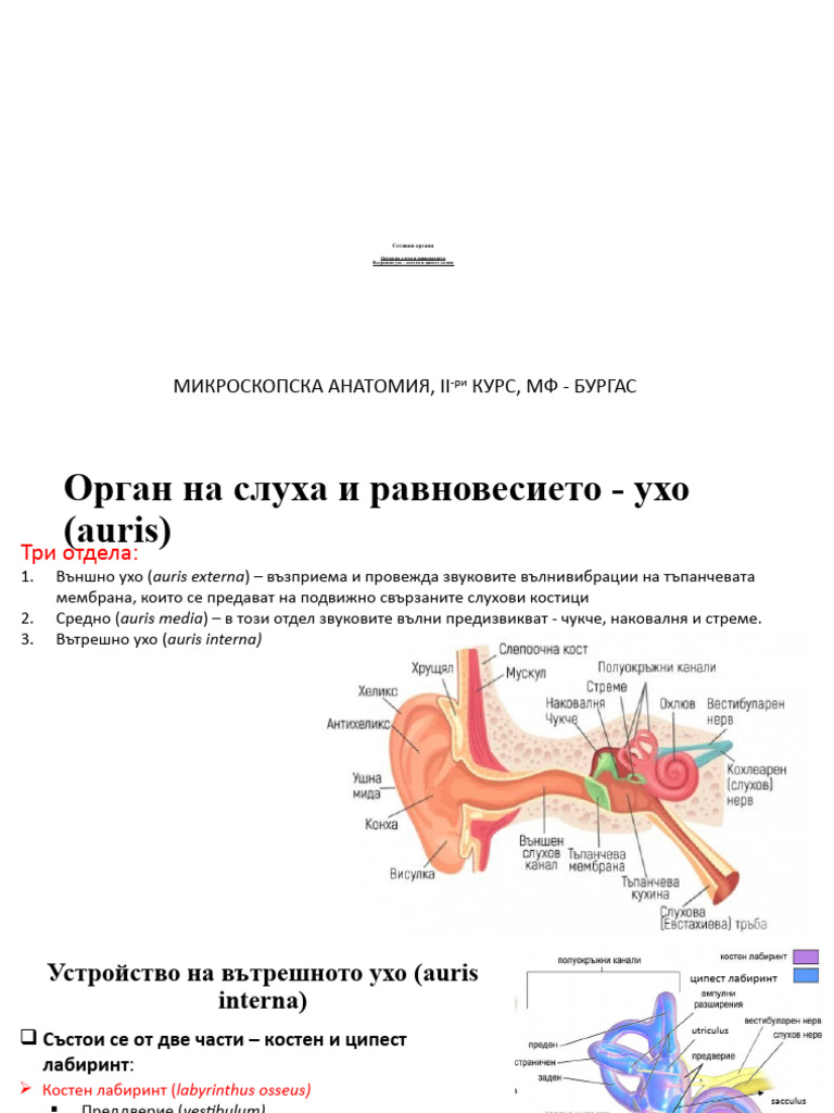 Organ Na Sluha I Ravnovesieto - Uho 4 | PDF
