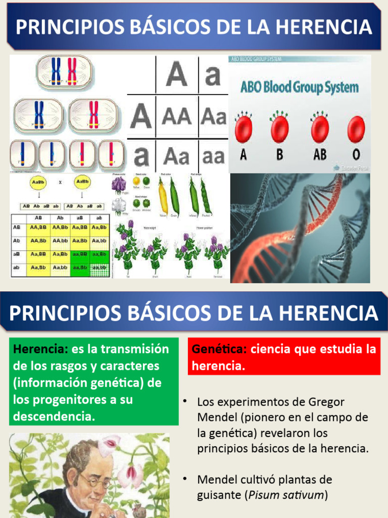 Los Principios Basicos de La Herencia | PDF | Dominancia (Genética) | Cigosidad
