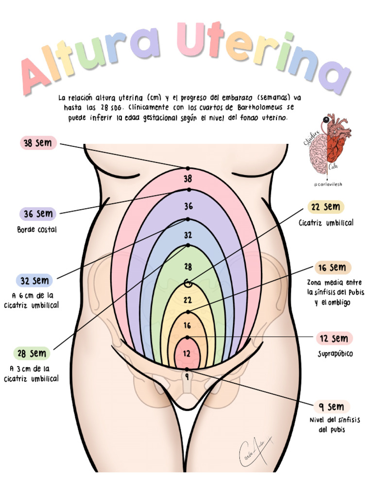 Altura Uterina | PDF | Embarazo humano | Salud maternal