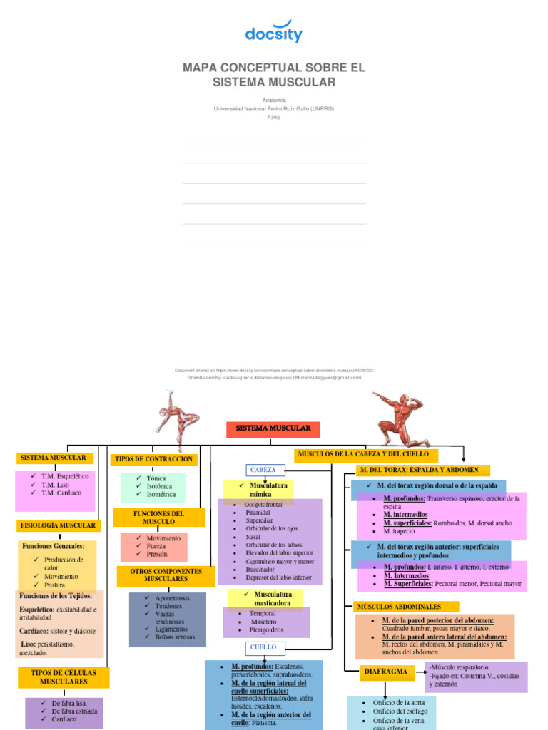 Docsity Mapa Conceptual Sobre El Sistema Muscular | Descargar gratis PDF | Músculo | Abdomen