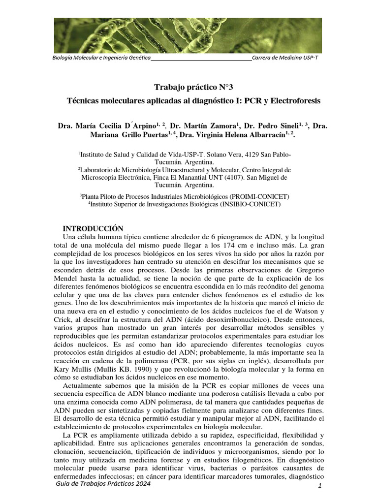 Guía TP3 PCR y Electroforesis 2024 | PDF | Reacción en cadena de la polimerasa | Primer ...