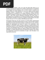 Ciclo de Vida de la Vaca para Niños | PDF | Vacas | Leche