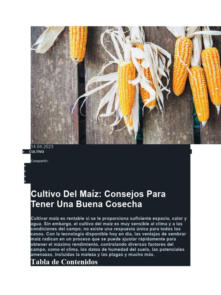el maiz | PDF | Agricultura | Maíz