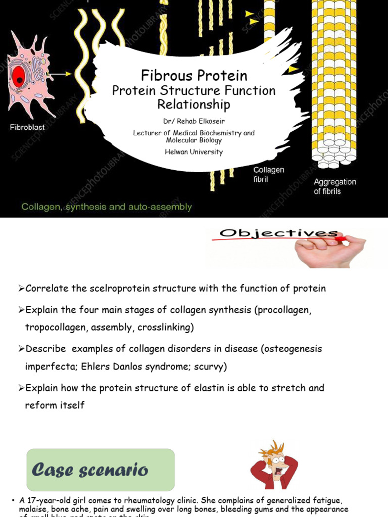 Fibrous Protein | Download Free PDF | Collagen | Translation (Biology)