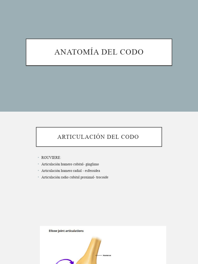 Anatomía Del Codo | PDF | Codo | Articulación
