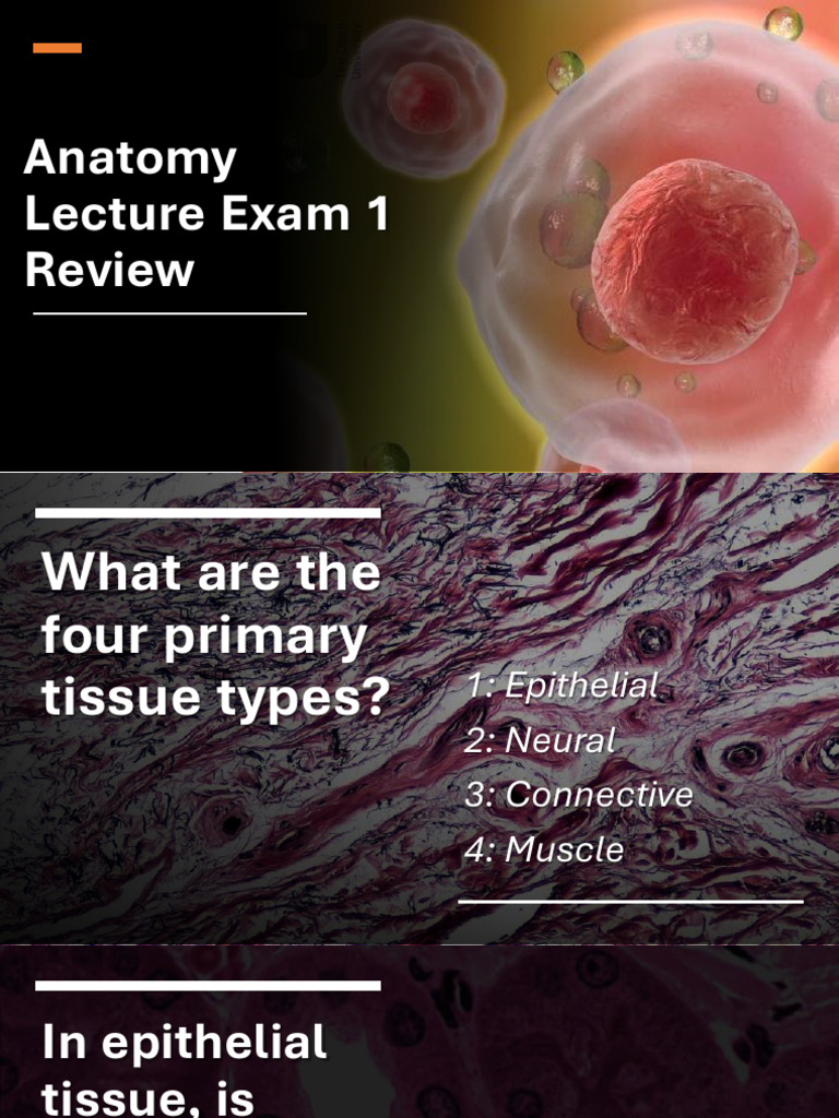 Anatomy Lecture Exam Study Guides 1 | Download Free PDF | Epithelium ...
