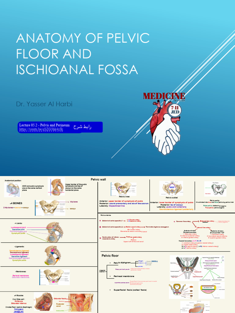 Pelvic Floor and Ischioanal Fossa Anatomy | PDF | Pelvis ...