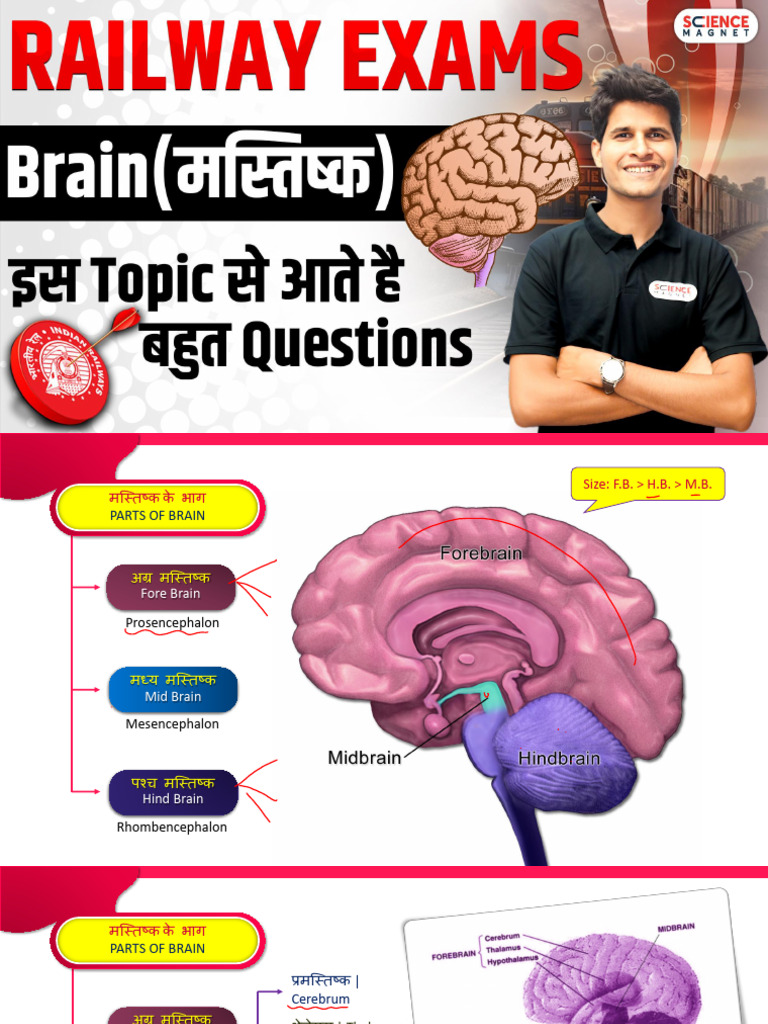 Human Brain | PDF