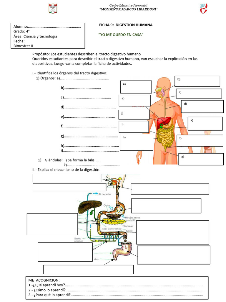 ficha 9 digestion humana | Descargar gratis PDF | Digestión | Abdomen