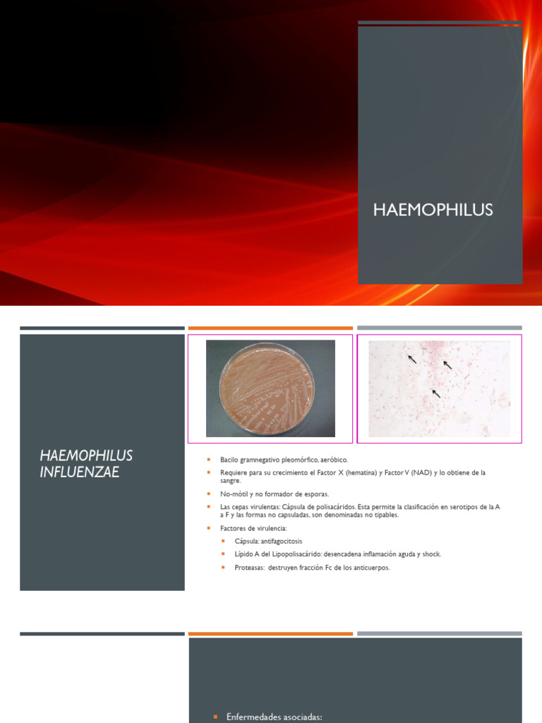Haemophilus: Diagnóstico y Tratamiento | PDF | Especialidades Medicas ...