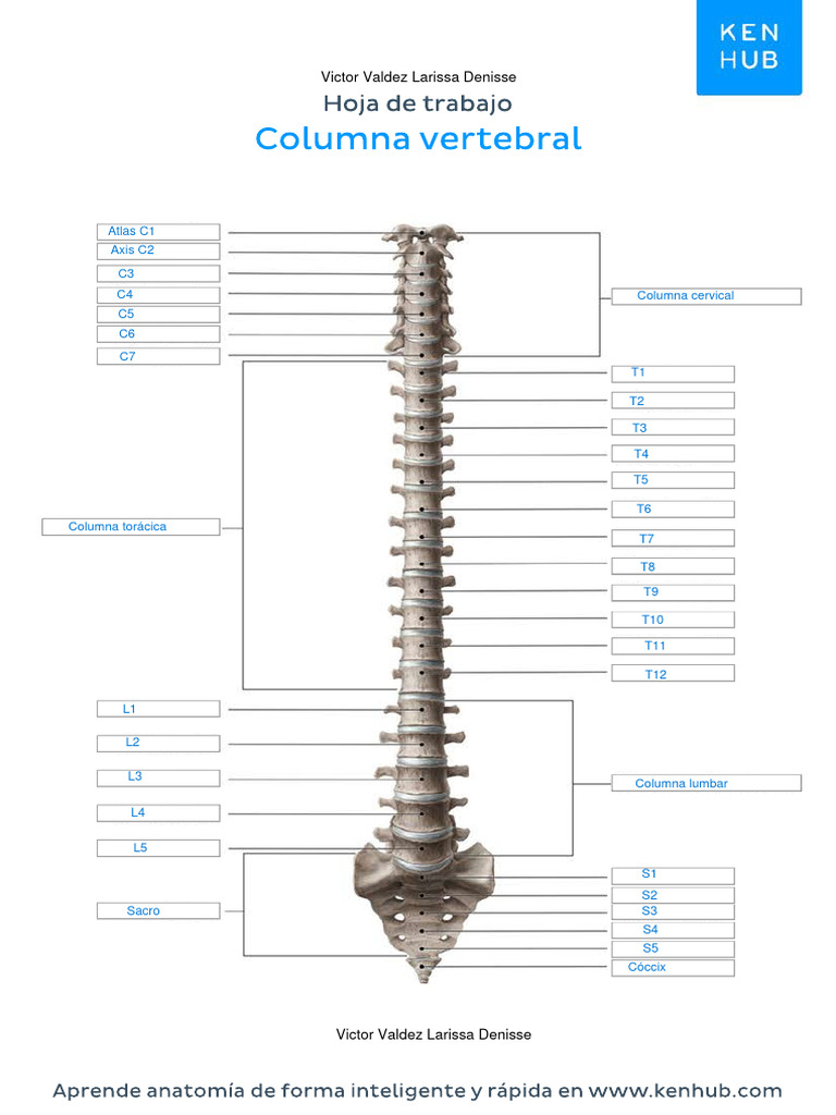 3worksheet Vertebral Column Blank Spanish | PDF