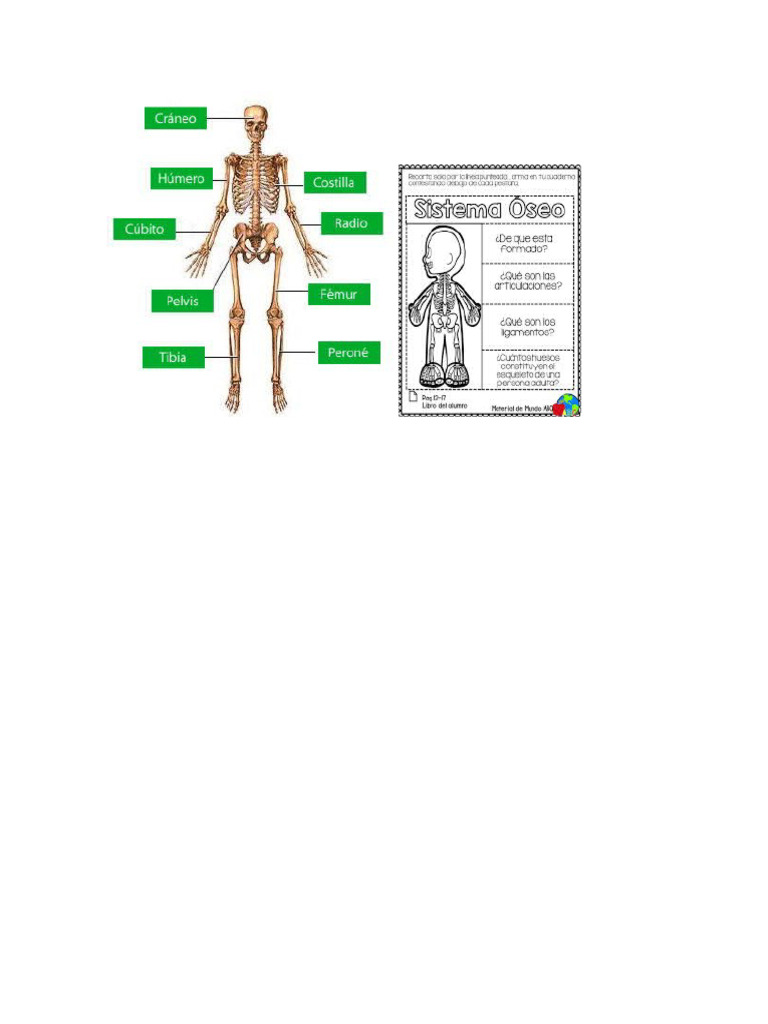 Sistema Oseo Y Muscular Pdf