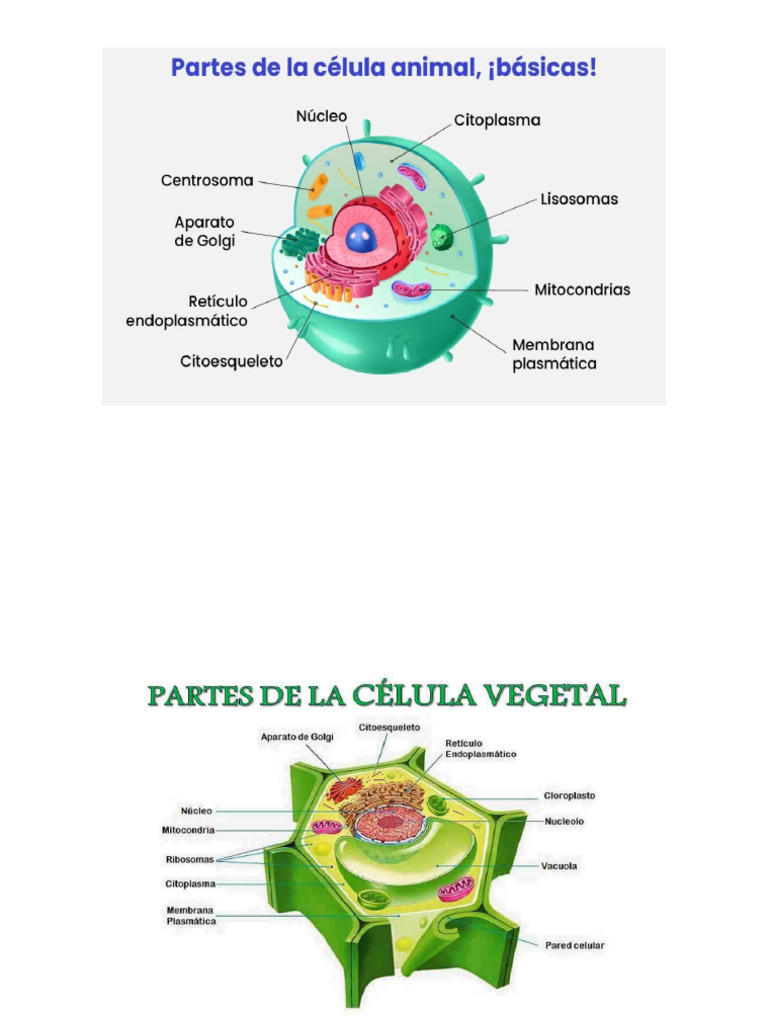 CELULAS | PDF