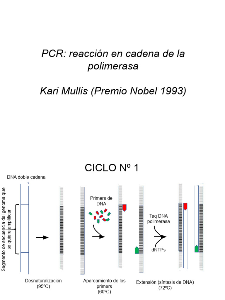 PCR: Reacción en Cadena de La Polimerasa Kari Mullis (Premio Nobel 1993 ...