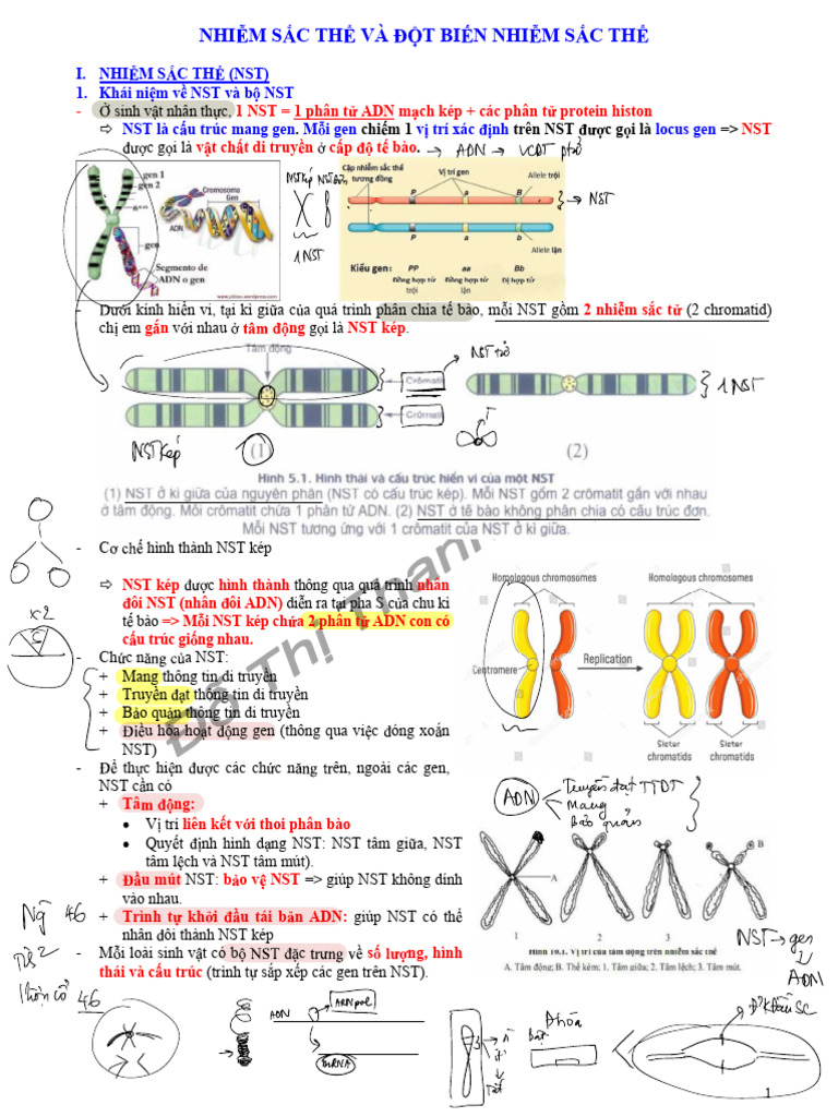 0 NST Va Dot Bien Cau Truc Và Dot Bien So Luong NST - Ly Thuyet - V1 2 | PDF