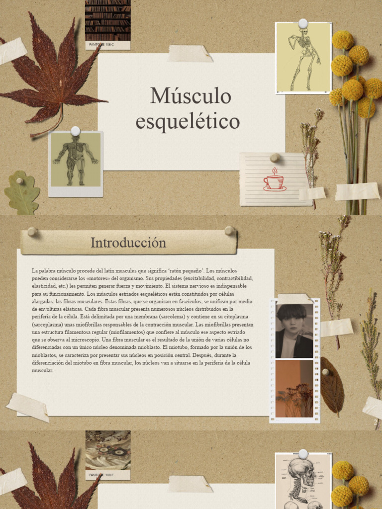 Anatomía Musculo Esqueletico Descargar Gratis Pdf Músculo Neurona