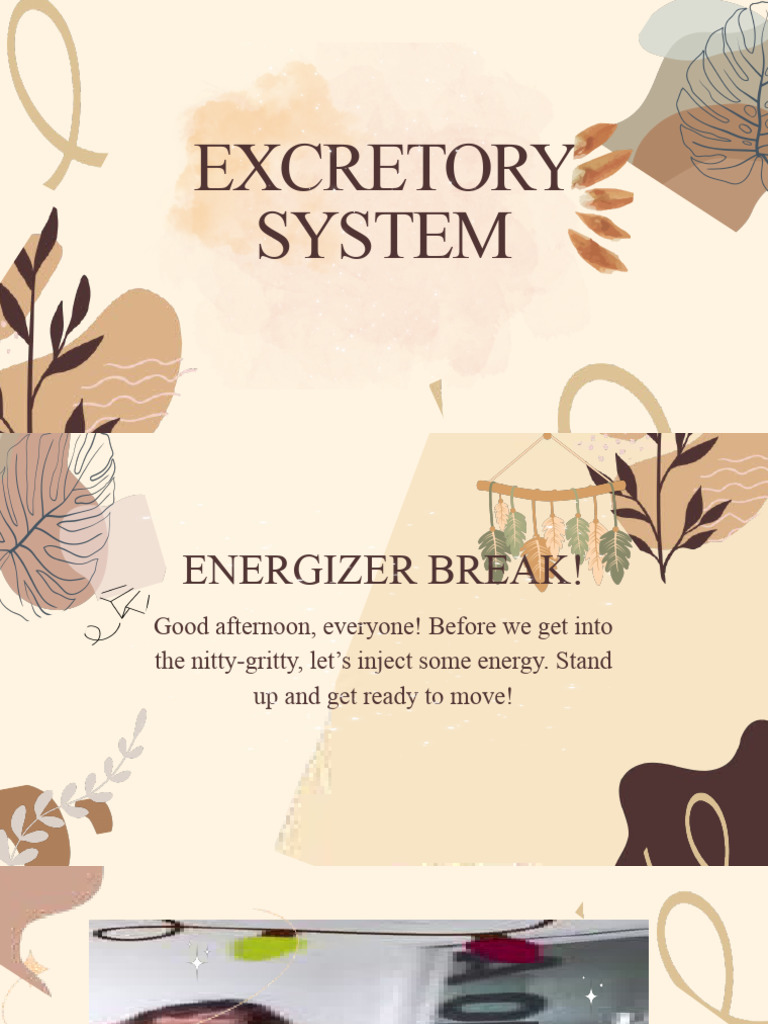 Excratory System | PDF | Kidney | Urinary System