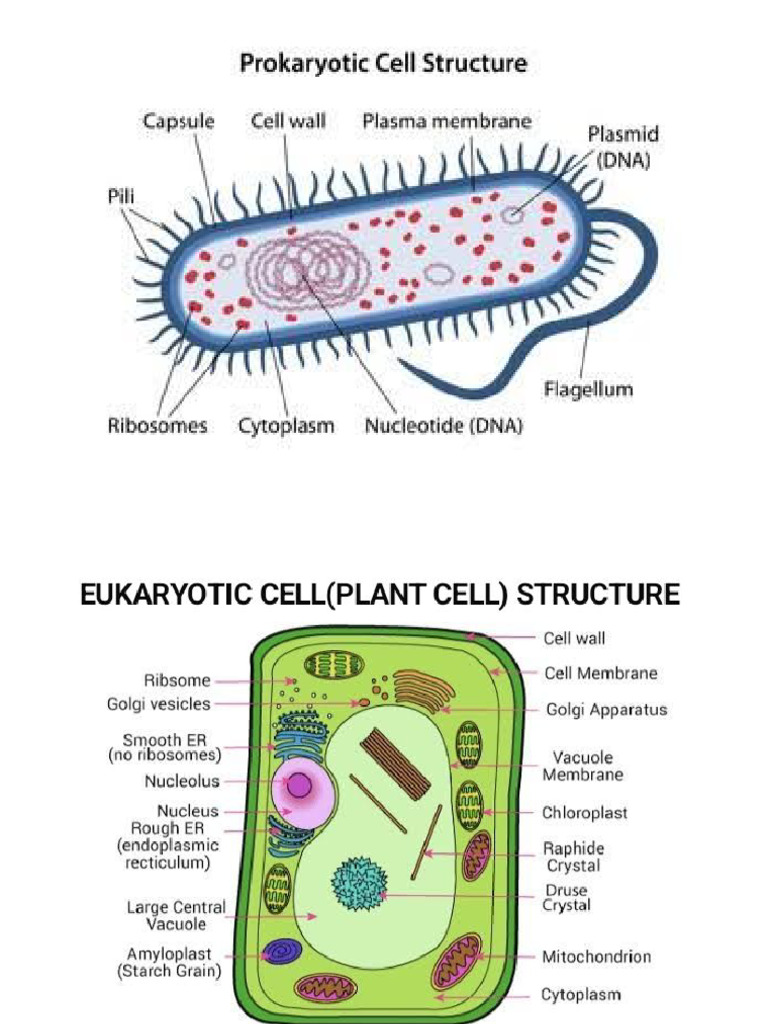 Cell Diagrams | PDF