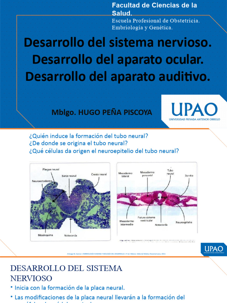 s9 - PPT - Desarrollo Del Sistema Nervioso, Aparato Ocular y Auditivo ...