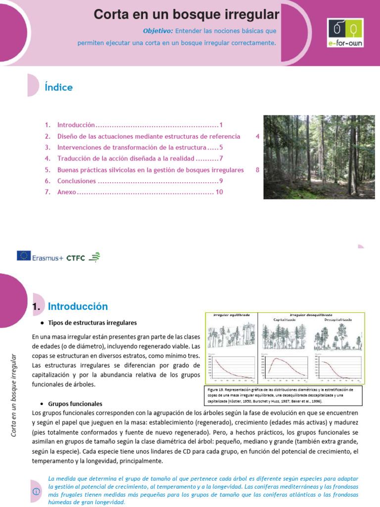 Bosque Irregular | PDF | Arboles | Los bosques