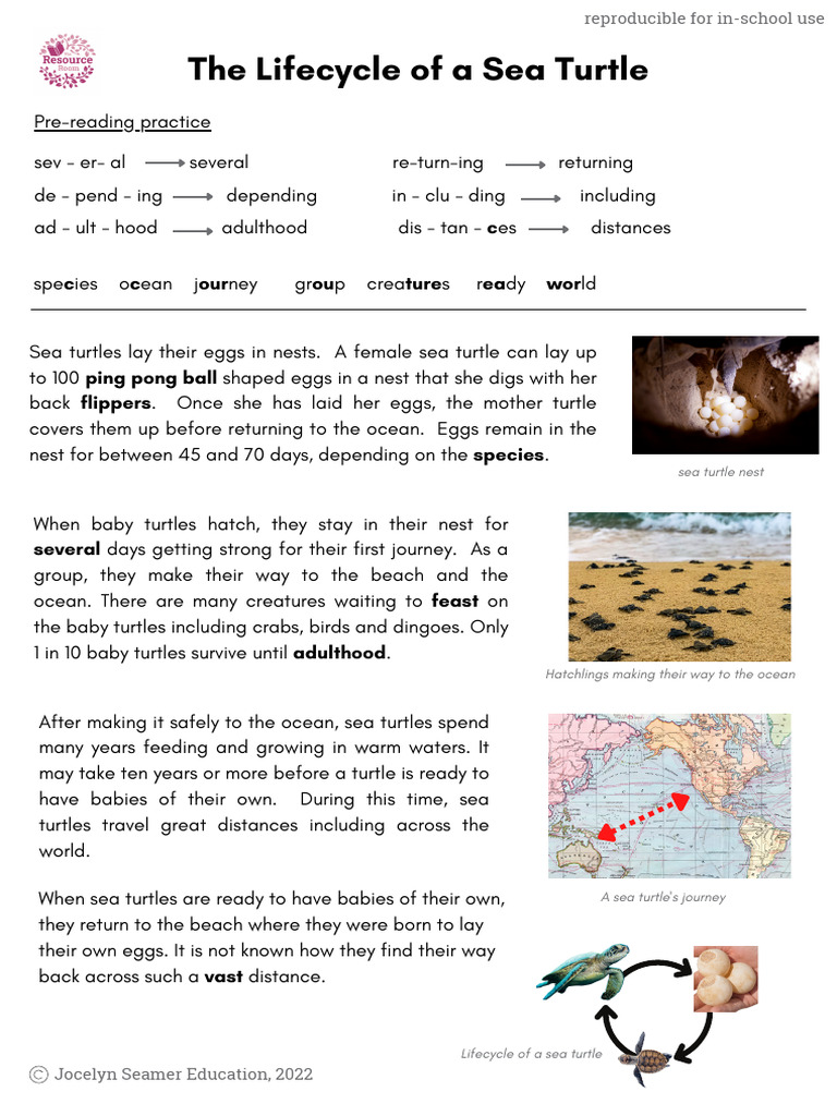 Life Cycle of A Sea Turtle Text | PDF | Sea Turtle | Turtle