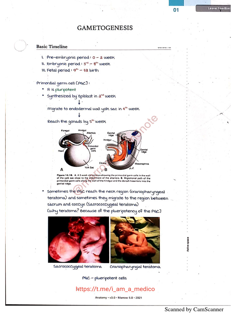 Marrow Anatomy Notes 5th Edition | PDF