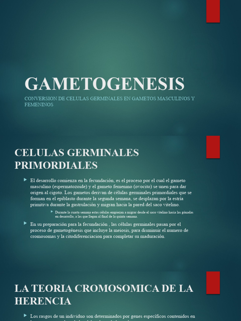 Tema 1 Gametogenesis | PDF | Mitosis | Mitosis