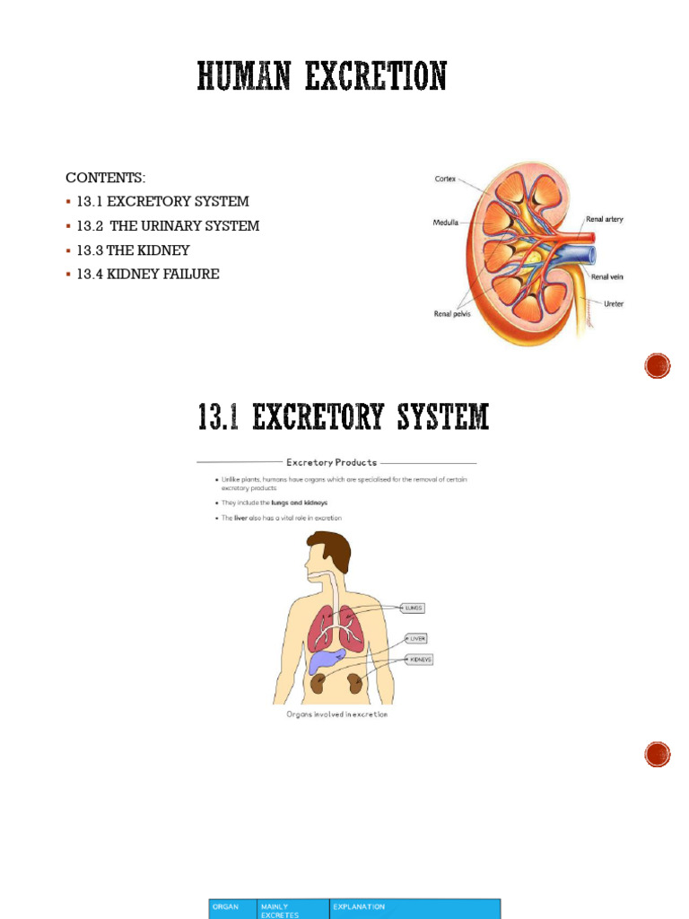Excretion Notes | PDF | Science & Mathematics