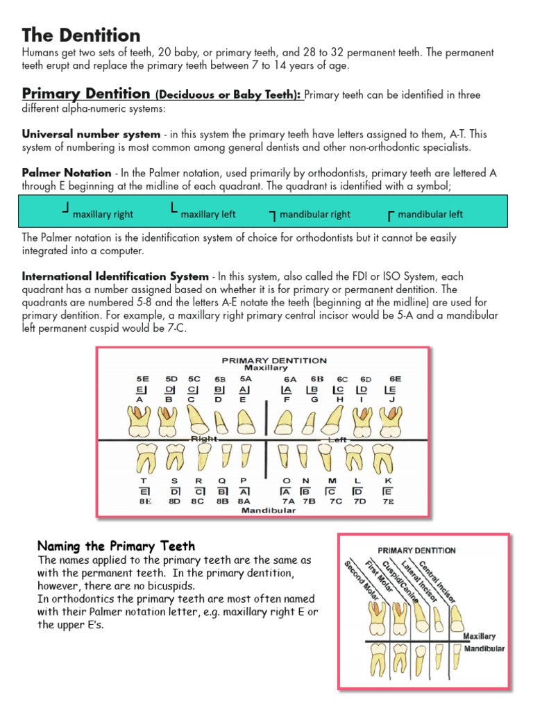 Ortho Chapter 1 W Glossary Part 2 | PDF | Dental Anatomy | Human Tooth