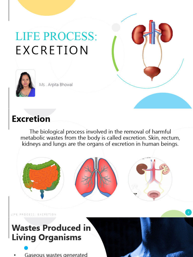 Life Process - Excretion | PDF | Kidney | Excretion