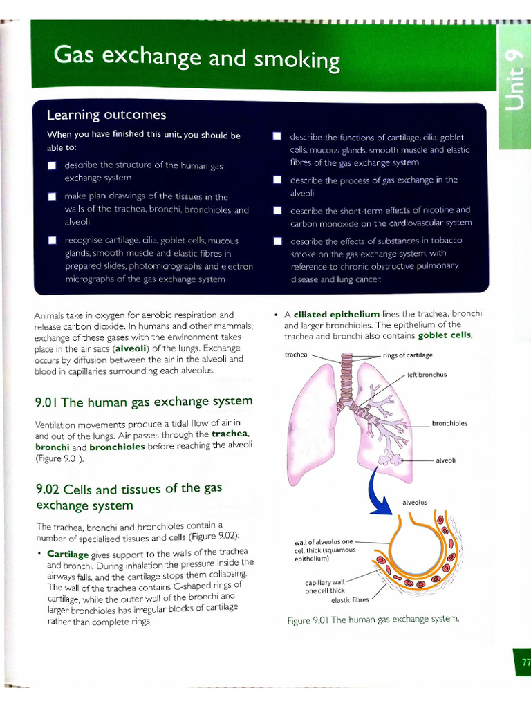 Gas exchange AS CIE Book | PDF