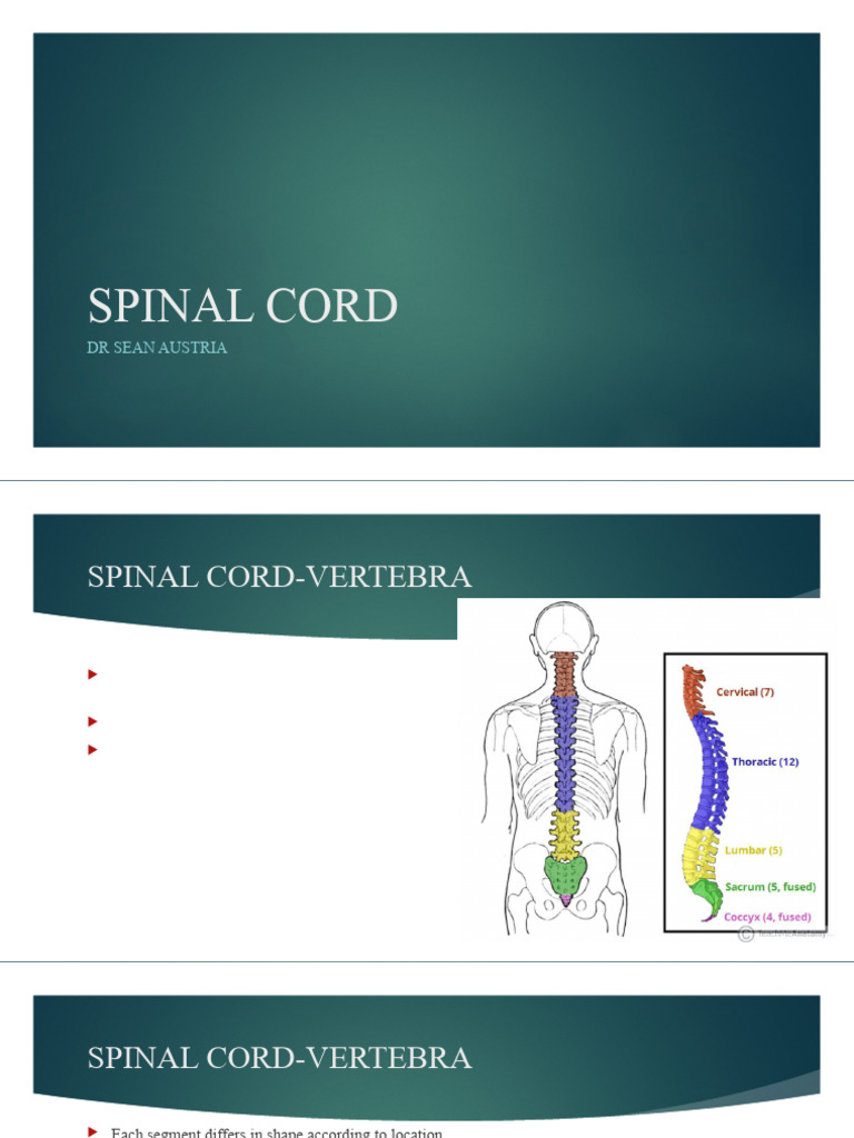 Anatomy and Function of the Spinal Cord | PDF | Spinal Cord | Vertebral ...