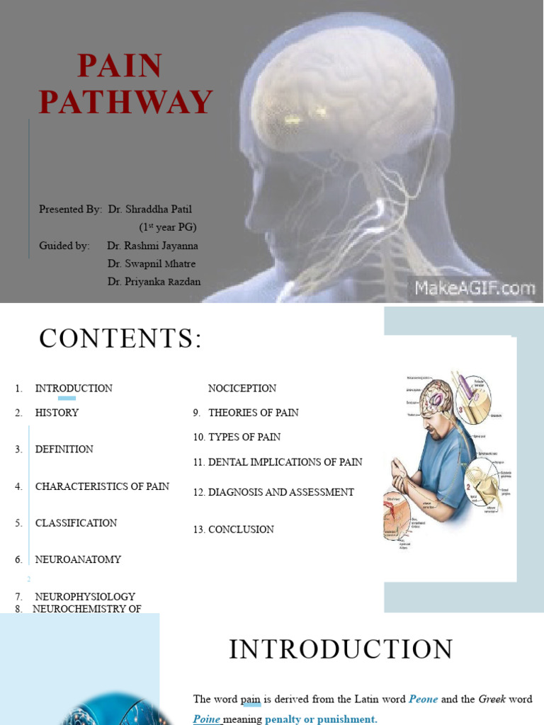 Pain Pathway | PDF | Axon | Stimulus (Physiology)