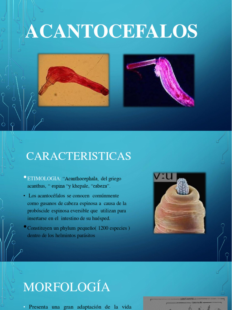 Acantocefalos | PDF