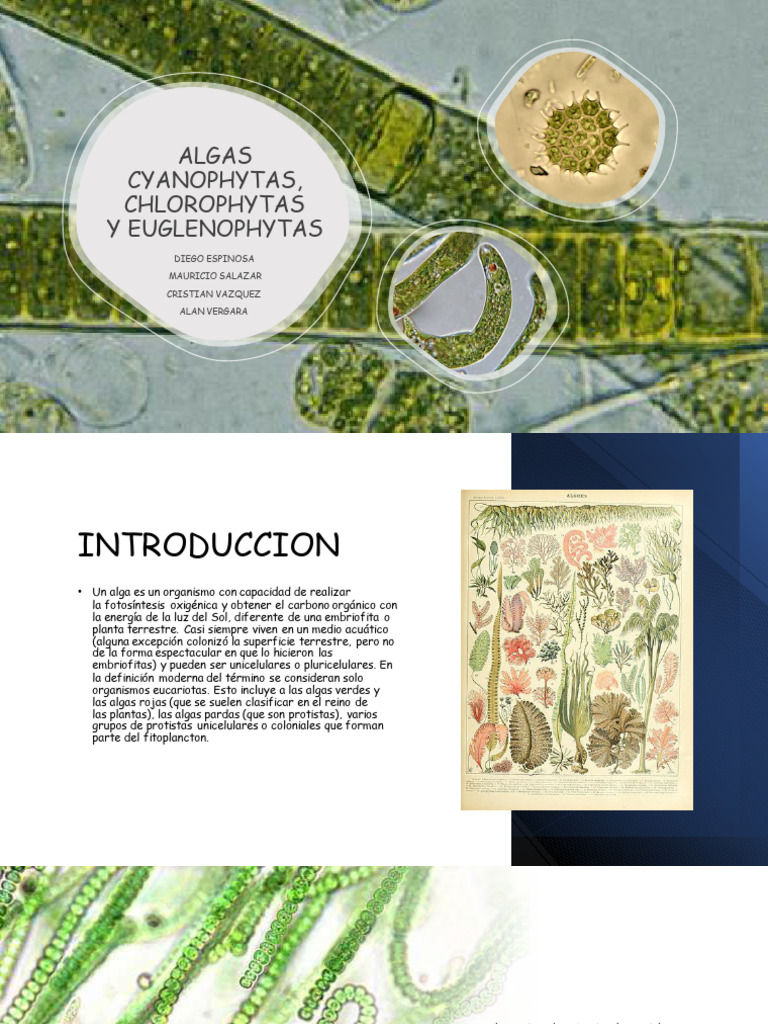 Algas Cyano Chloro y Euglenophytas | PDF | Cianobacterias | Algas