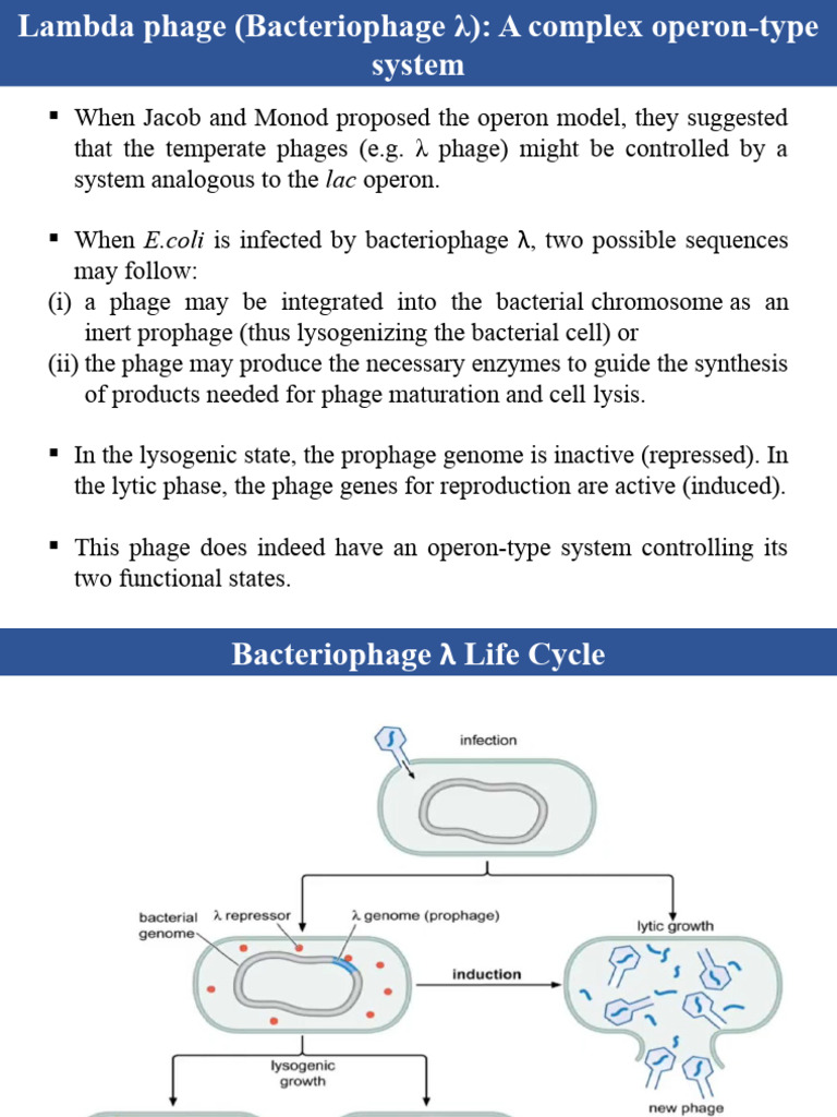 Lambda Phage Operon System Overview | PDF | Science & Mathematics