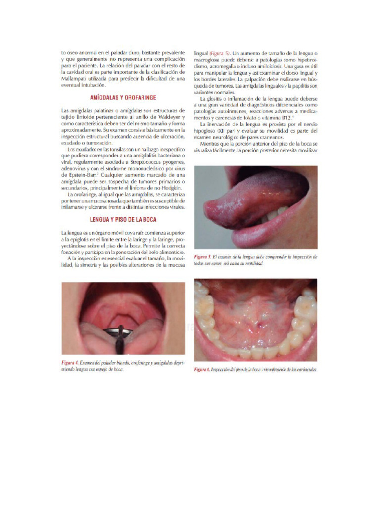 Partes de La Cavidad Bucal | PDF Partes de La Cavidad Bucal | PDF