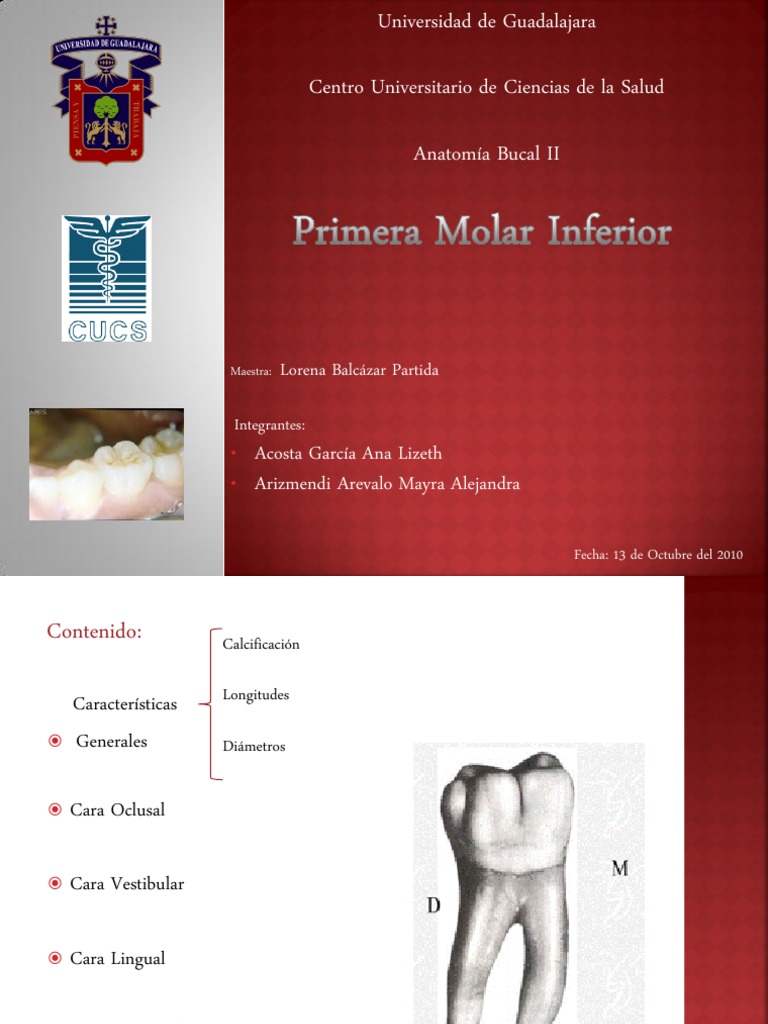 Primera Molar Inferior Expo | PDF | Diente humano | Ramas de Odontología