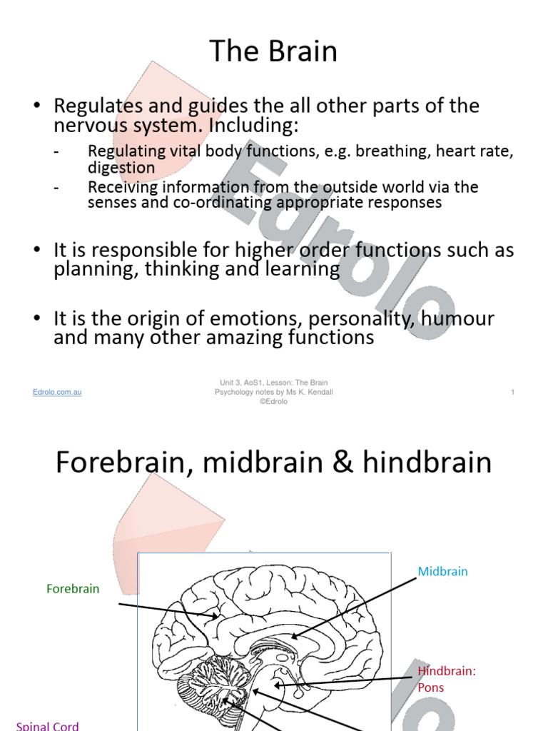 AoS1 the Brain | PDF | Brain | Cerebral Hemisphere